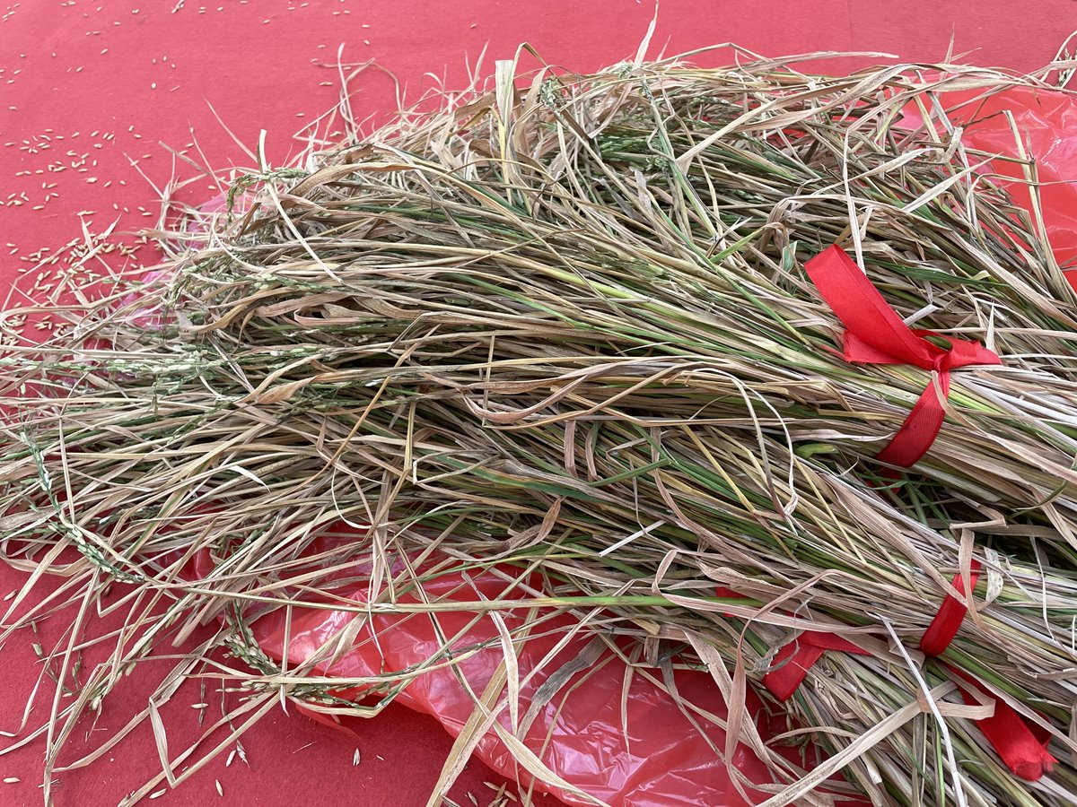 Harvesting Temasek Rice in A Vertical Farm!